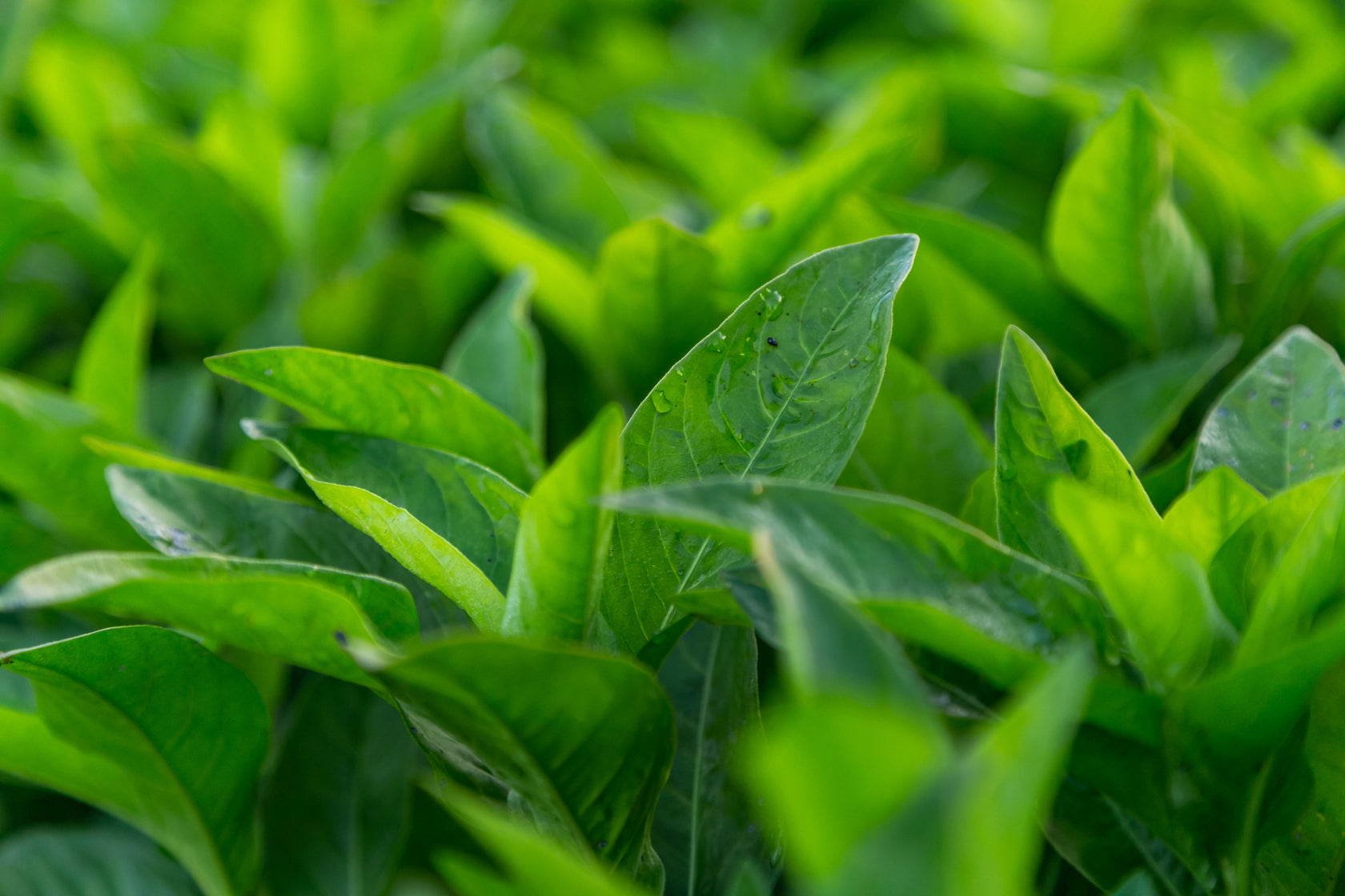 Organic Indigo Leaf Powder For Hair – Radico USA